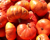 How to Pick the Perfect Pumpkin